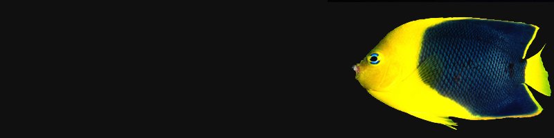 FREE WEB HEADERS: fish
