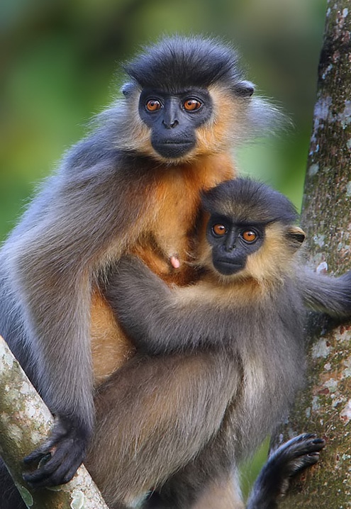 Evolving Monkeys: Indian monkey research