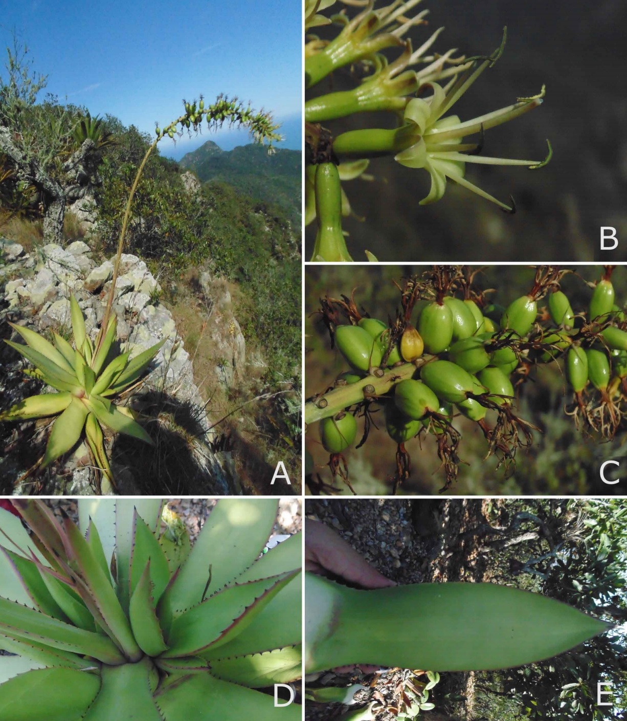 Species New to Science: [Botany • 2018] Agave maria-patriciae ...