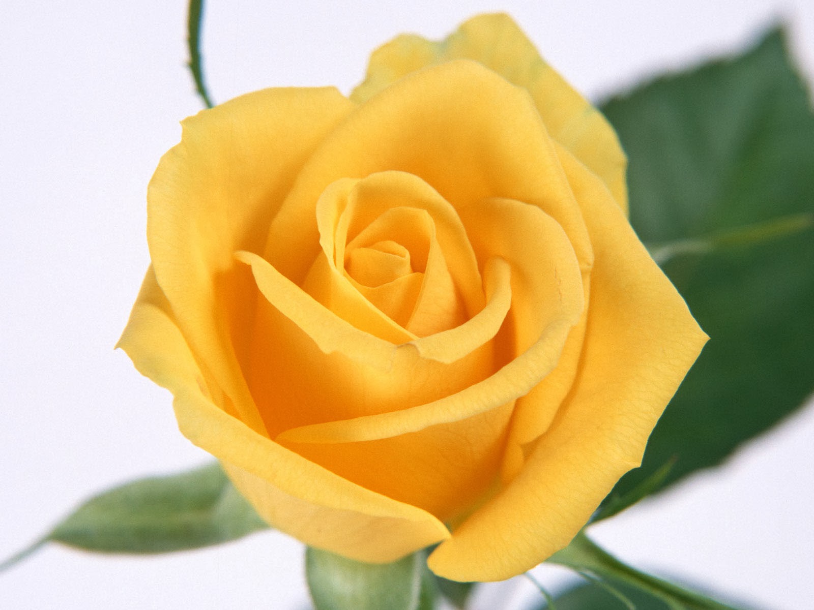 Yellow Rose Wallpapers - 3D HD Wallpapers