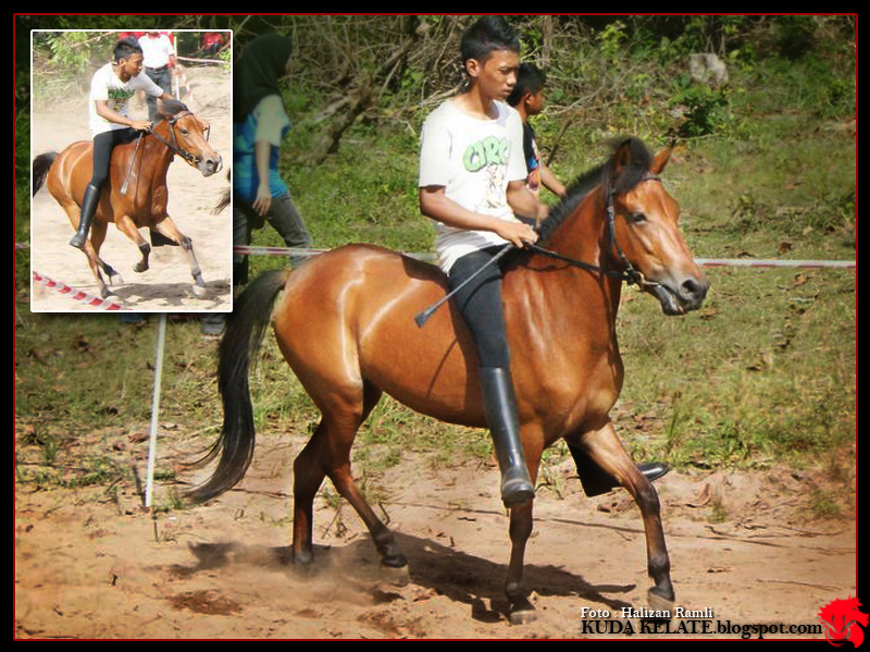 KUDA KELATE: Koleksi Kuda - PADI C