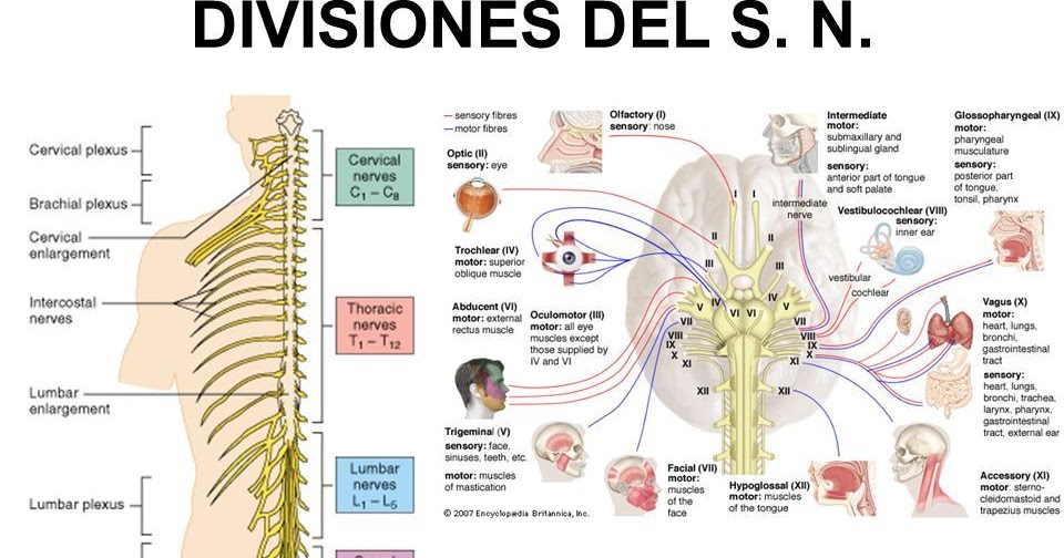 Los del IAE: Sistema nervioso somático