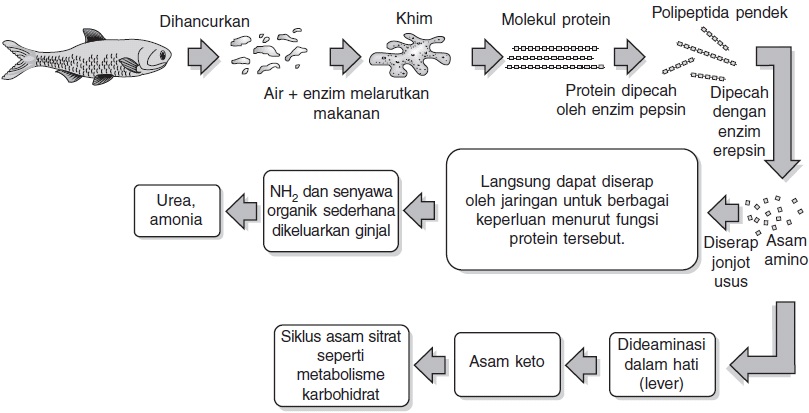 BLOG BIOLOGI: PROSES PENCERNAAN LEMAK , KARBOHIDRAT , dan PROTEIN
