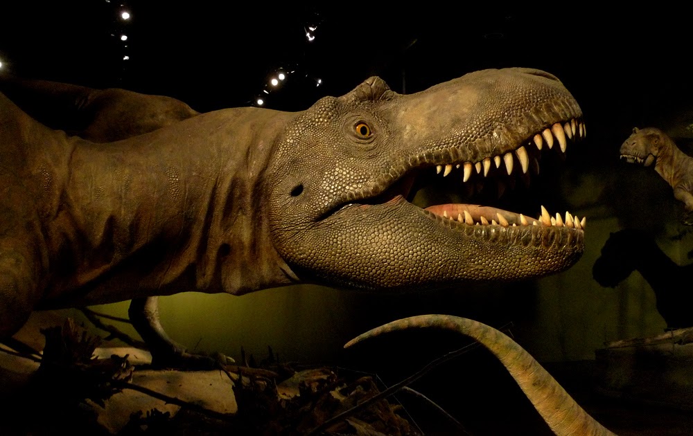 OMOREAN PHOTOGRAPHY: T- Rex - Drumheller Alberta