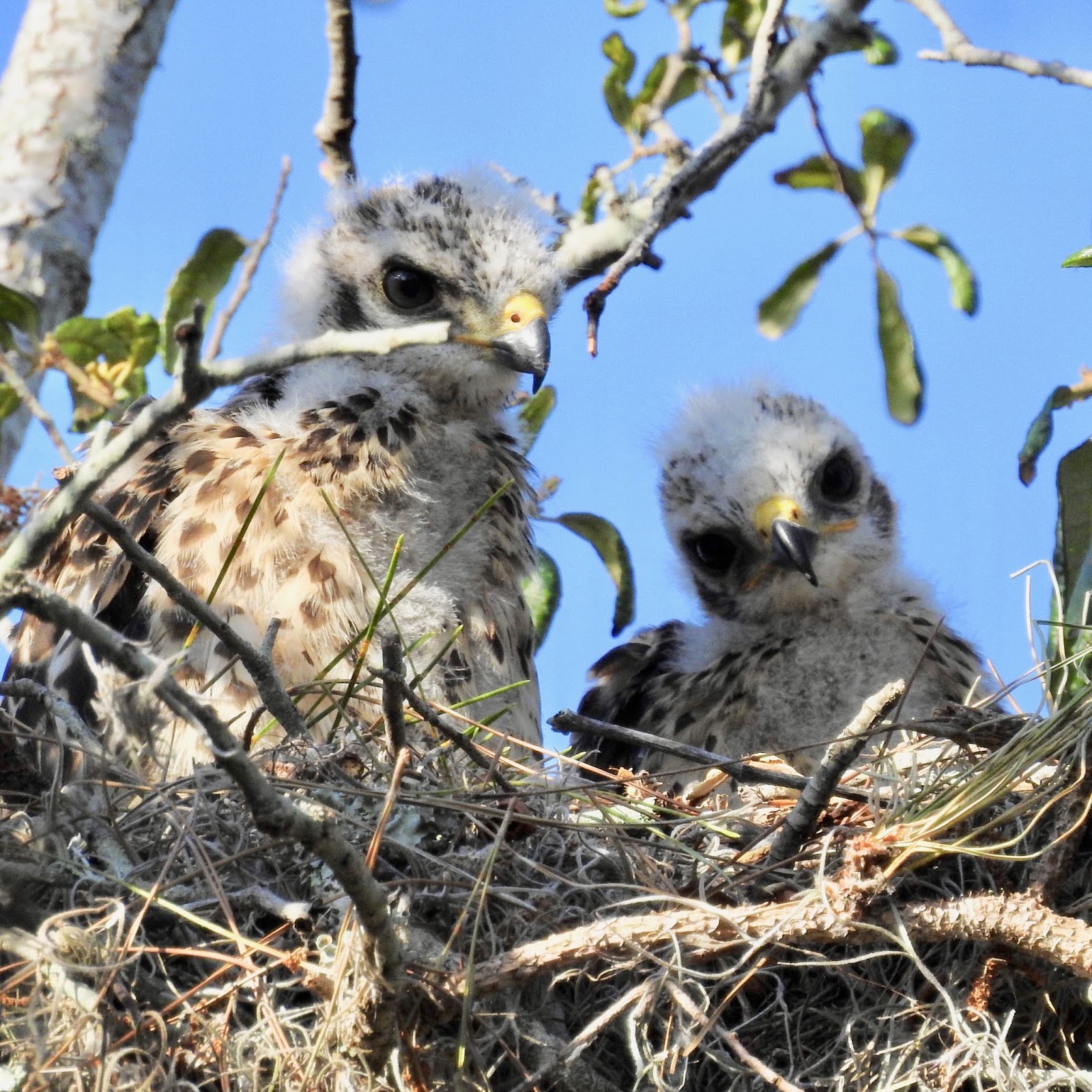 Wildewood Wonders: Red-shouldered hawk chicks in the neighborhood