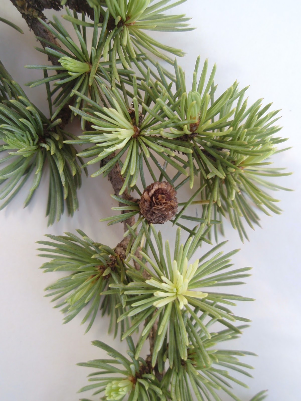 HERBARIO VIRTUAL DE BANYERES DE MARIOLA Y ALICANTE: Cedrus atlantica ...