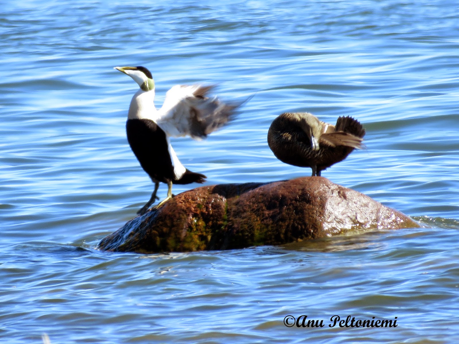 Lintuilua - Birding: Haahka