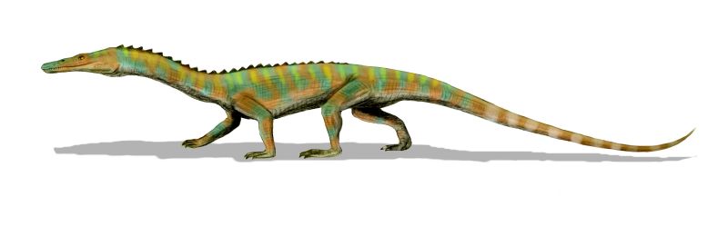 Los animales en la prehistoria: Animales prehistóricos con la letra D