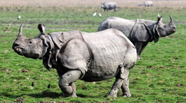 Assam Topix Blog: Wildlife Sanctuaries in Assam