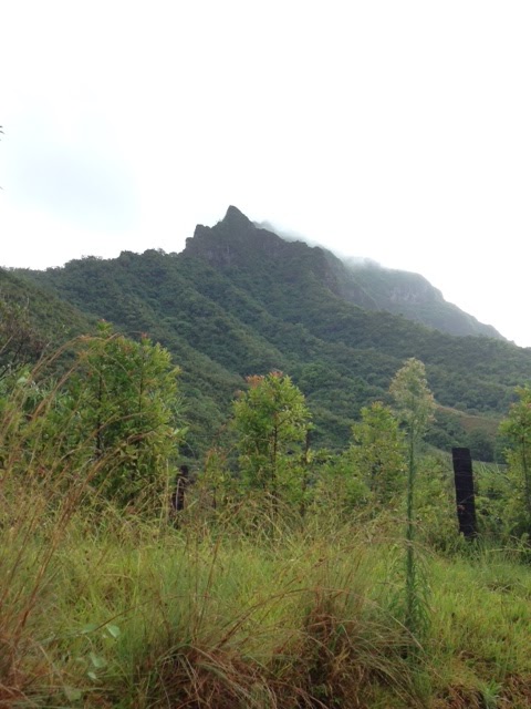 Mauka Makai 2015 4-5: Pictures from Hakipu'u - A morning at Kualoa