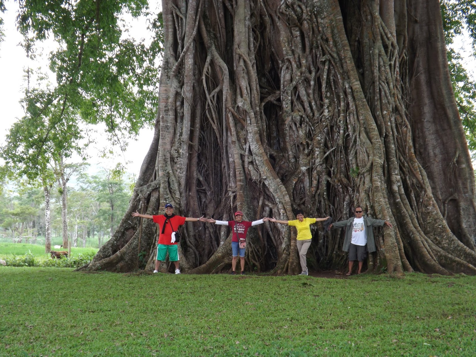PHILIPPINES CENTURY TREE INHABITED BY THE SPIRITS?? COOL WATERS OF ...