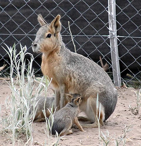 EL YAGUARUNDÍ: Mara, la liebre patagónica