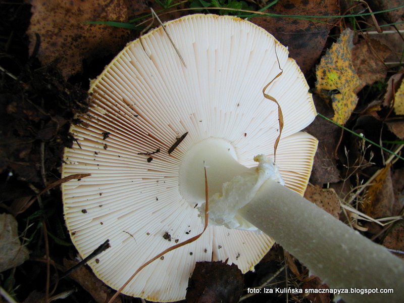 Grzyby gatunkami: Muchomor czerwony | Smaczna Pyza