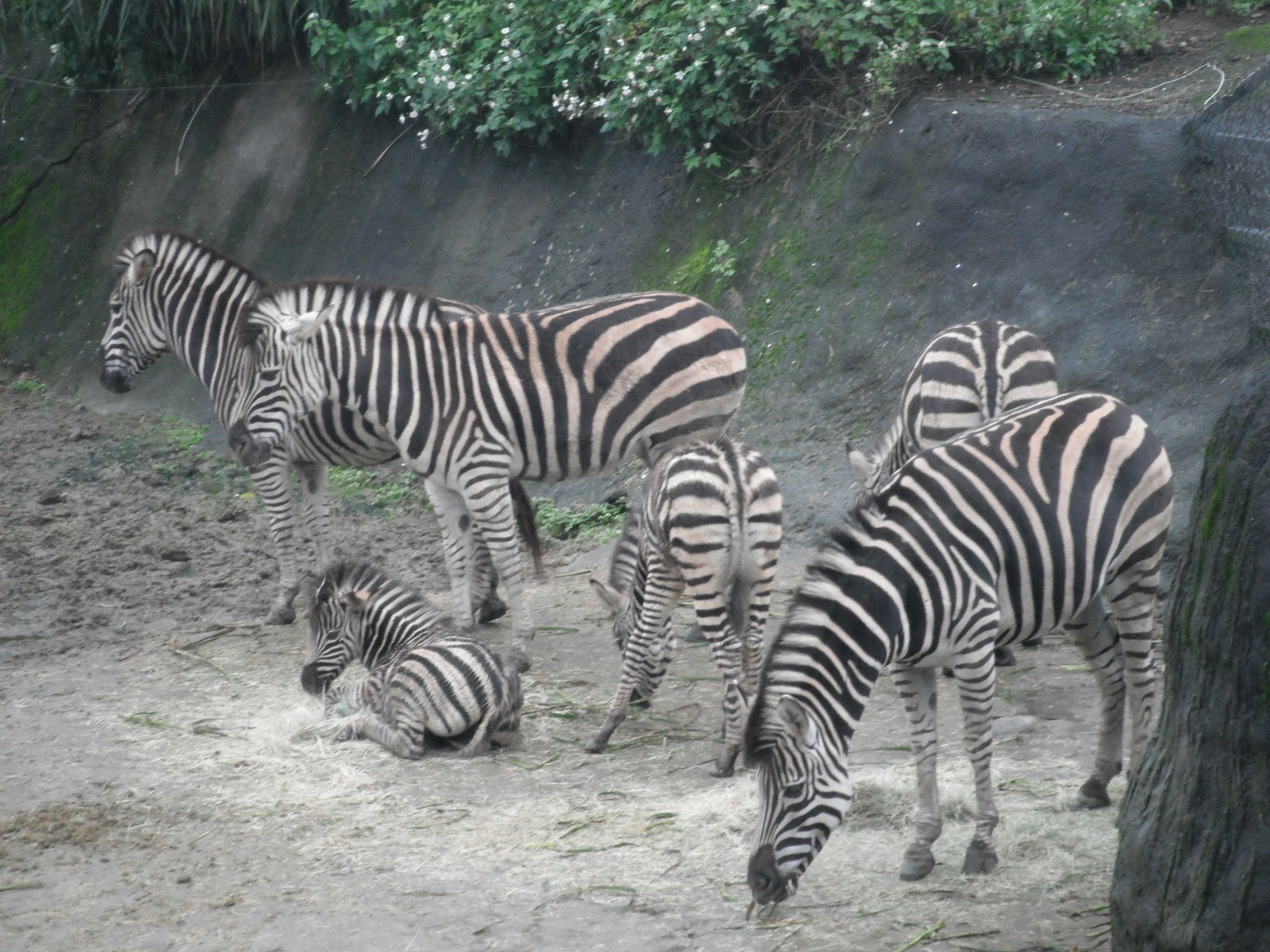 My Fabulous Life: Taipei Zoo