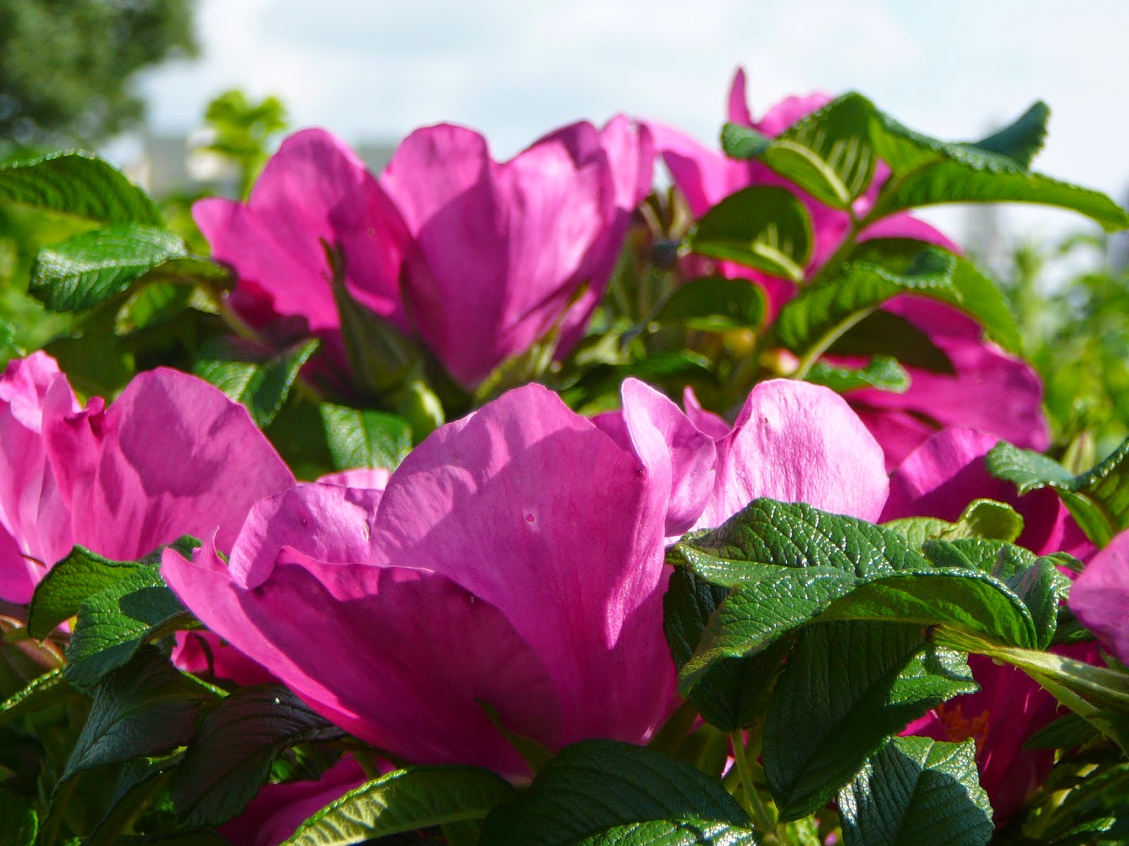 W środku życia: Zapach dzikiej róży