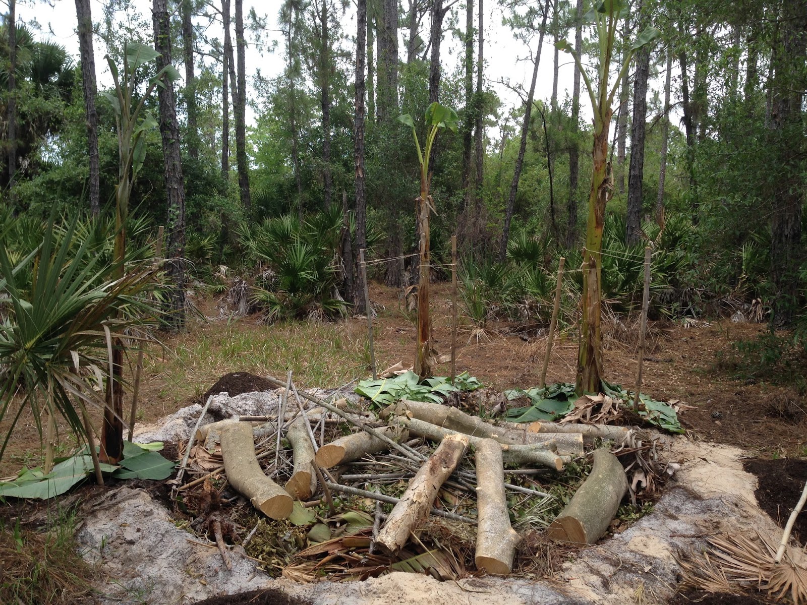 Growing Permaculture: Banana Circles in Florida