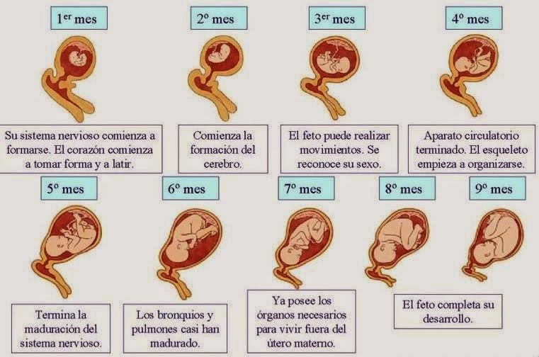 Ciencias Naturales CEUJA 2015: las etapas de desarrollo del feto