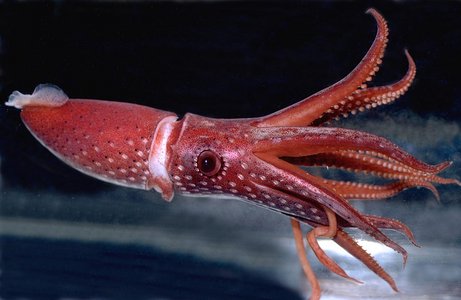 5 Deep Sea Animals You'll Never See in Person
