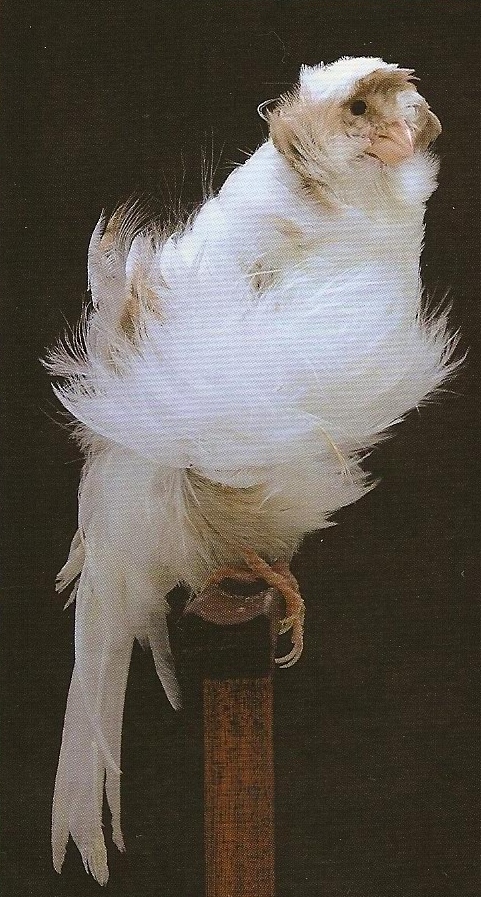 LOS CANARIOS DE POSTURA: Canarios Rizados (1)