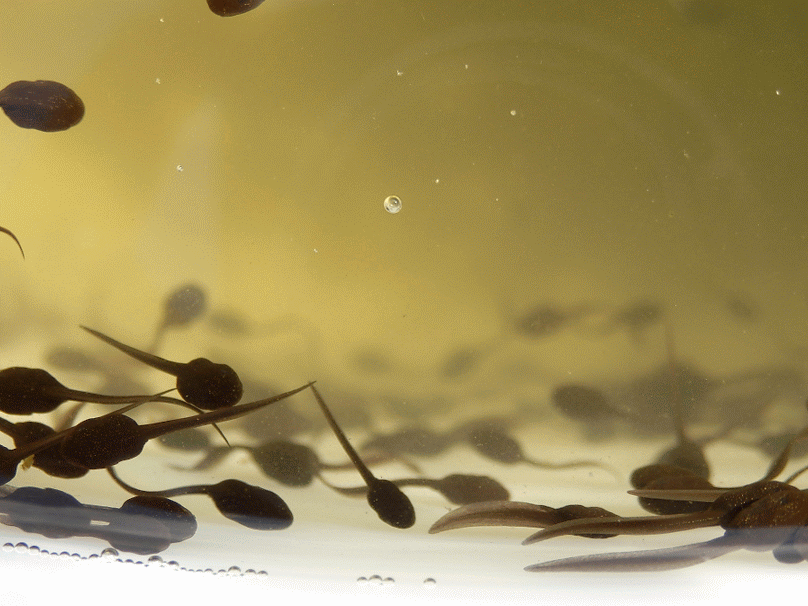 Gifted Tadpole Bee Gif Gifted Tadpolebee Beeswarmsimulator Discover ...