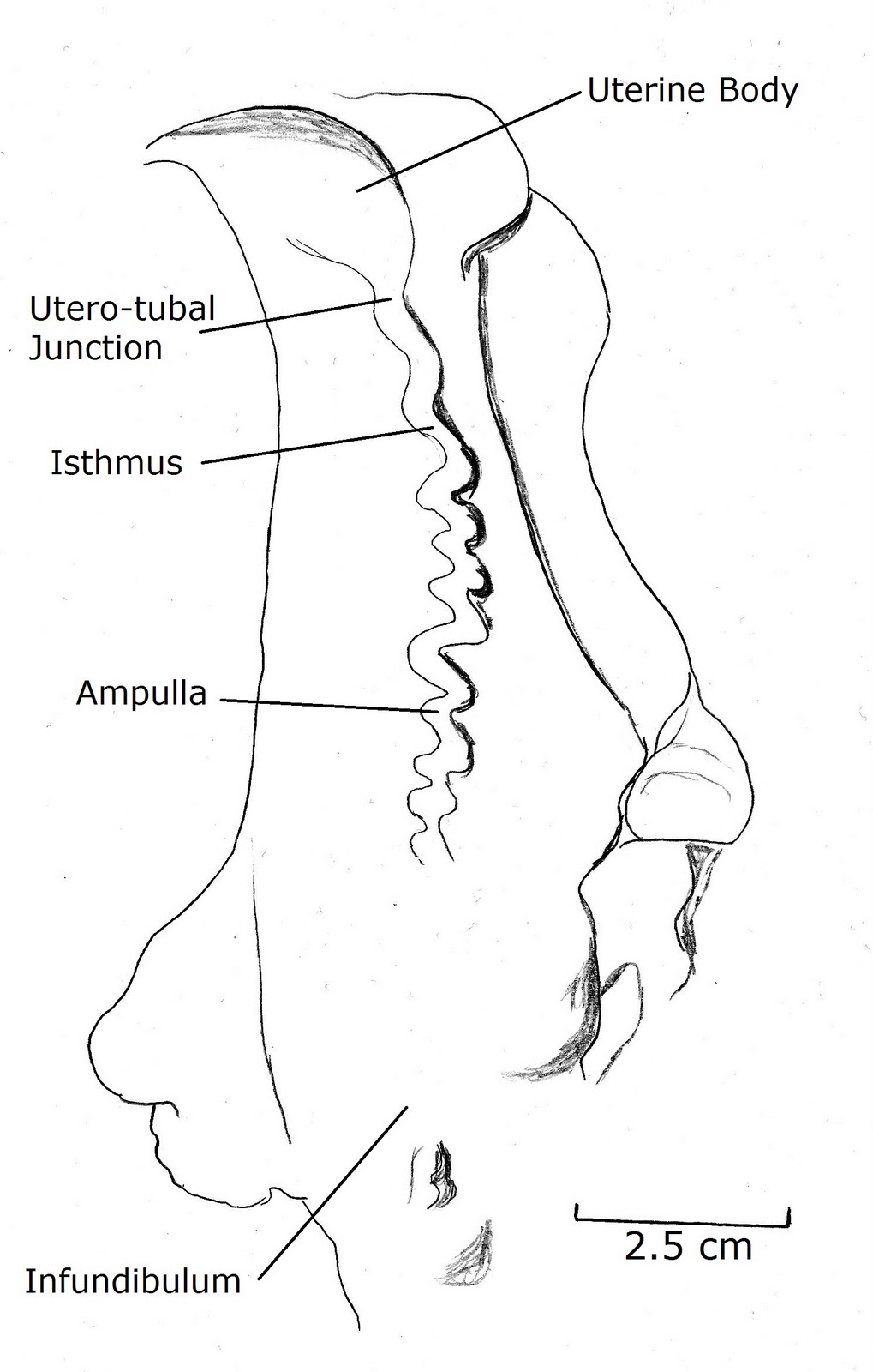 Lewis' Blog: Dissection: Mare Reproductive Tract