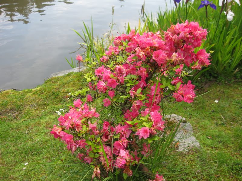 SJG bloom 2011: JUNE, p. 2: wisteria, 'Omato' maple and is your name ...