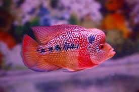 CARA BUDIDAYA/BETERNAK IKAN LOUHAN