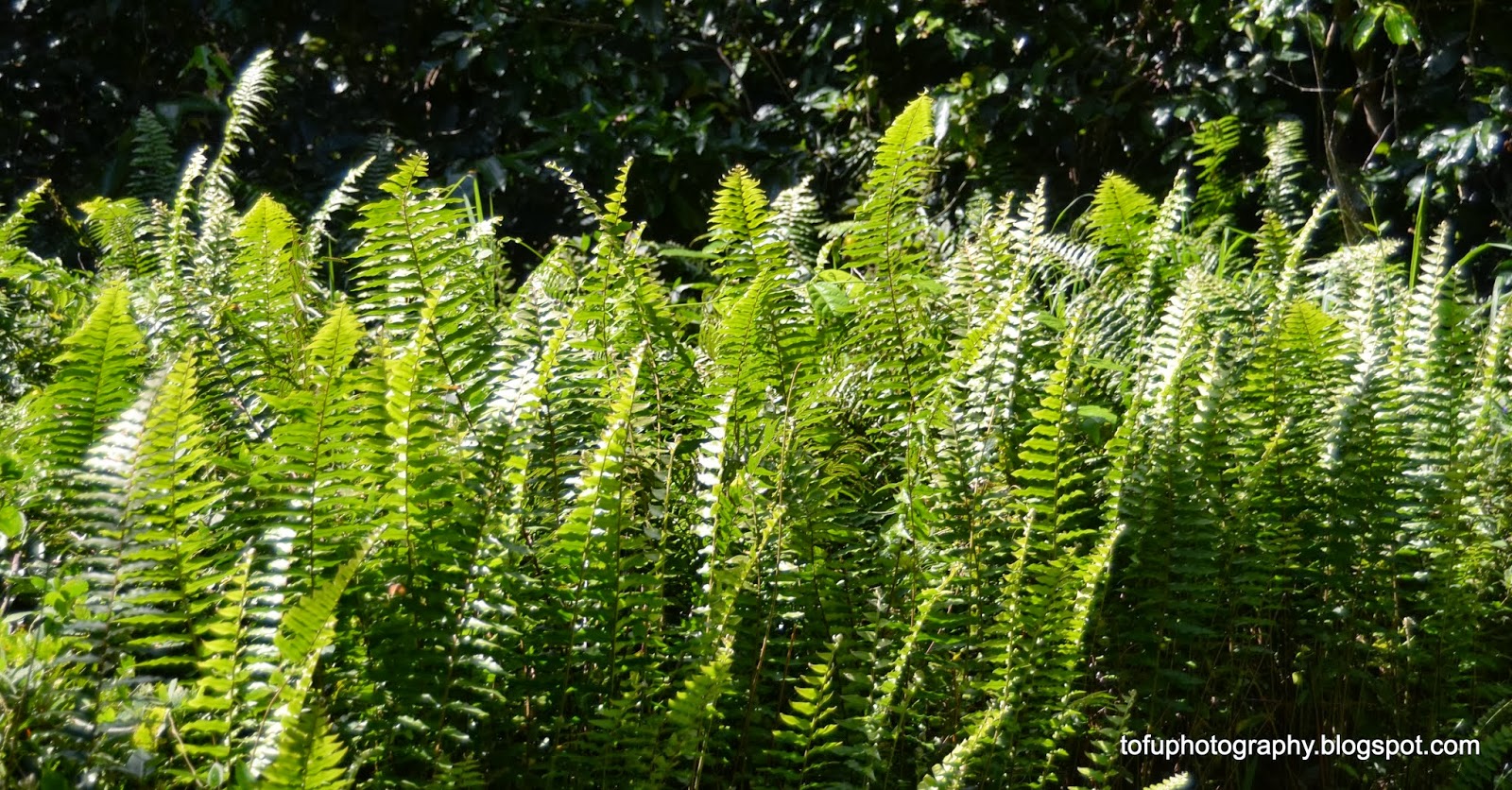 Tofu Photography: Crystal ferns