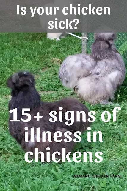 15+ Signs of chicken illness - Murano Chicken Farm
