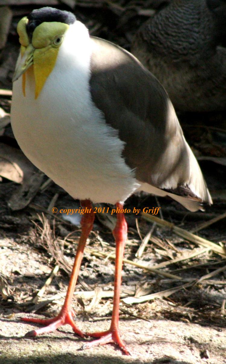 Griff's Bird Photos: Plover (Masked Lapwing)