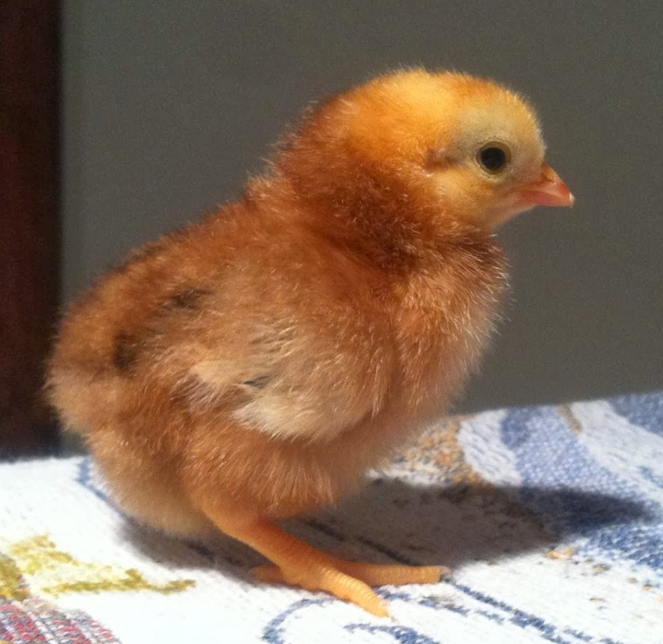 AMERICAN BUCKEYE CLUB: Buckeye Hatching Eggs & Buckeye Chicks
