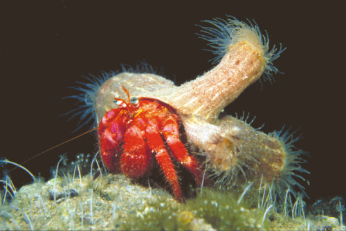 Flash sul mondo ... di tutto, di più: Il Paguro Bernardo