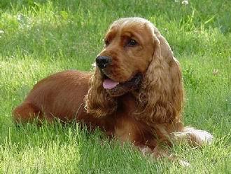 Conoce tu raza: El Cocker - Club Mascodín