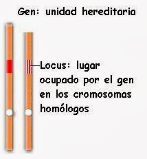 TERMINOLOGIA DE GENETICA | CUARTO