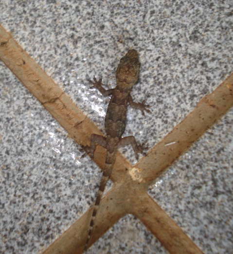 Mineira Pasargada, Uberlandia do cerrado: Taruíra