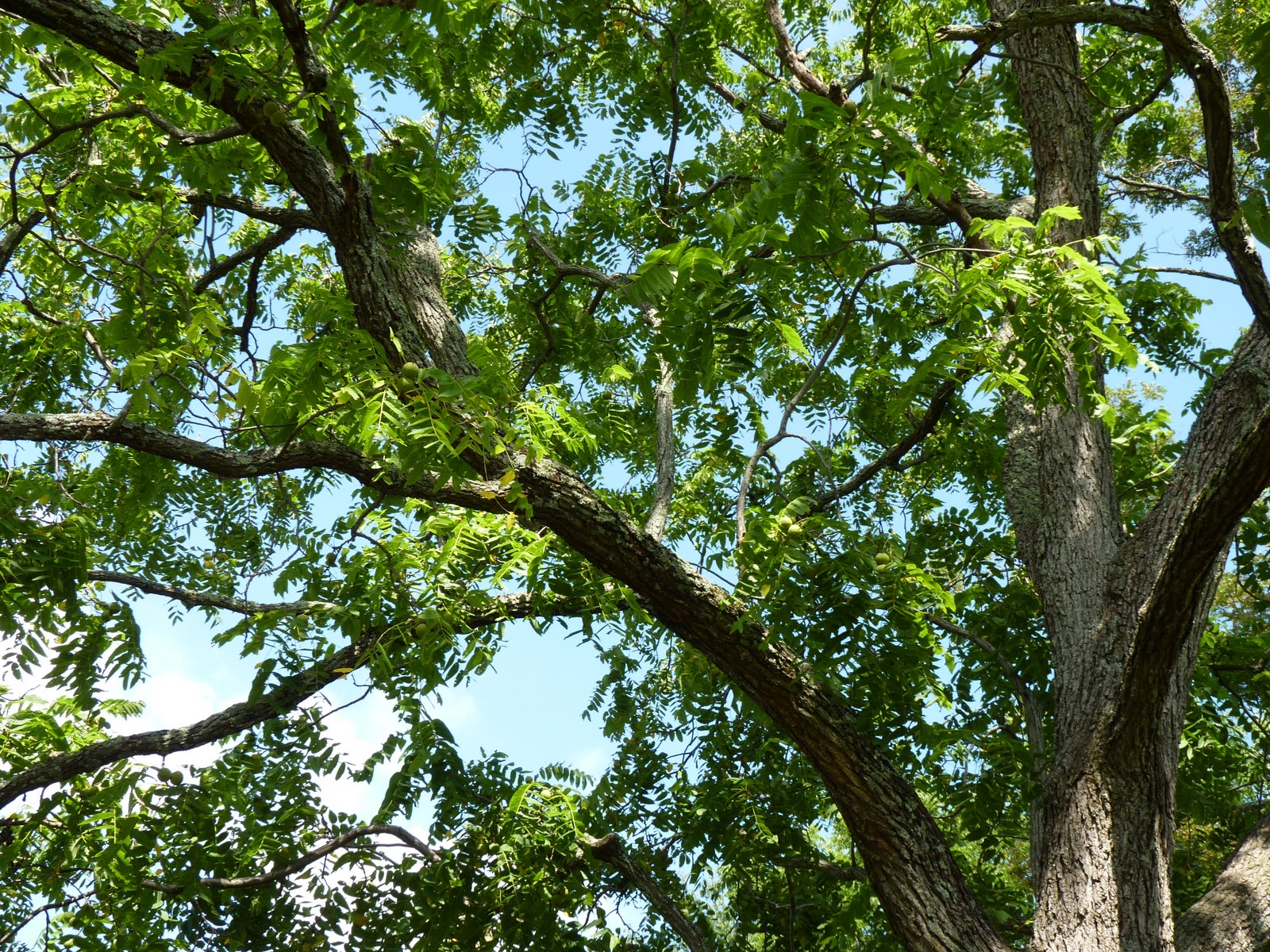 Mountain Glen Farm Journal: Black Walnuts