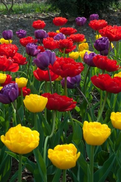 WashingtonGardener: Win 100 bulbs in Colorblends Tulip Blend 'Purdy' in ...