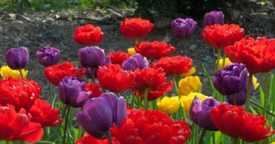WashingtonGardener: Win 100 bulbs in Colorblends Tulip Blend 'Purdy' in ...