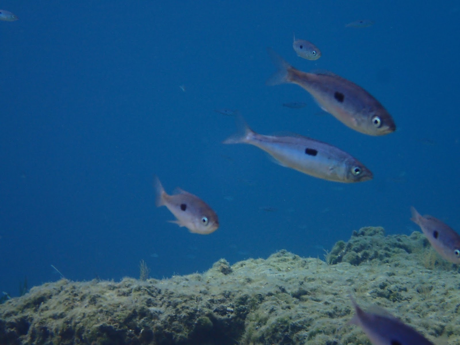 Biodiversity of Cyprus by NGO Protection of the Natural Heritage and ...