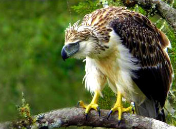 THE ANIMAL for JUST: Java Eagles