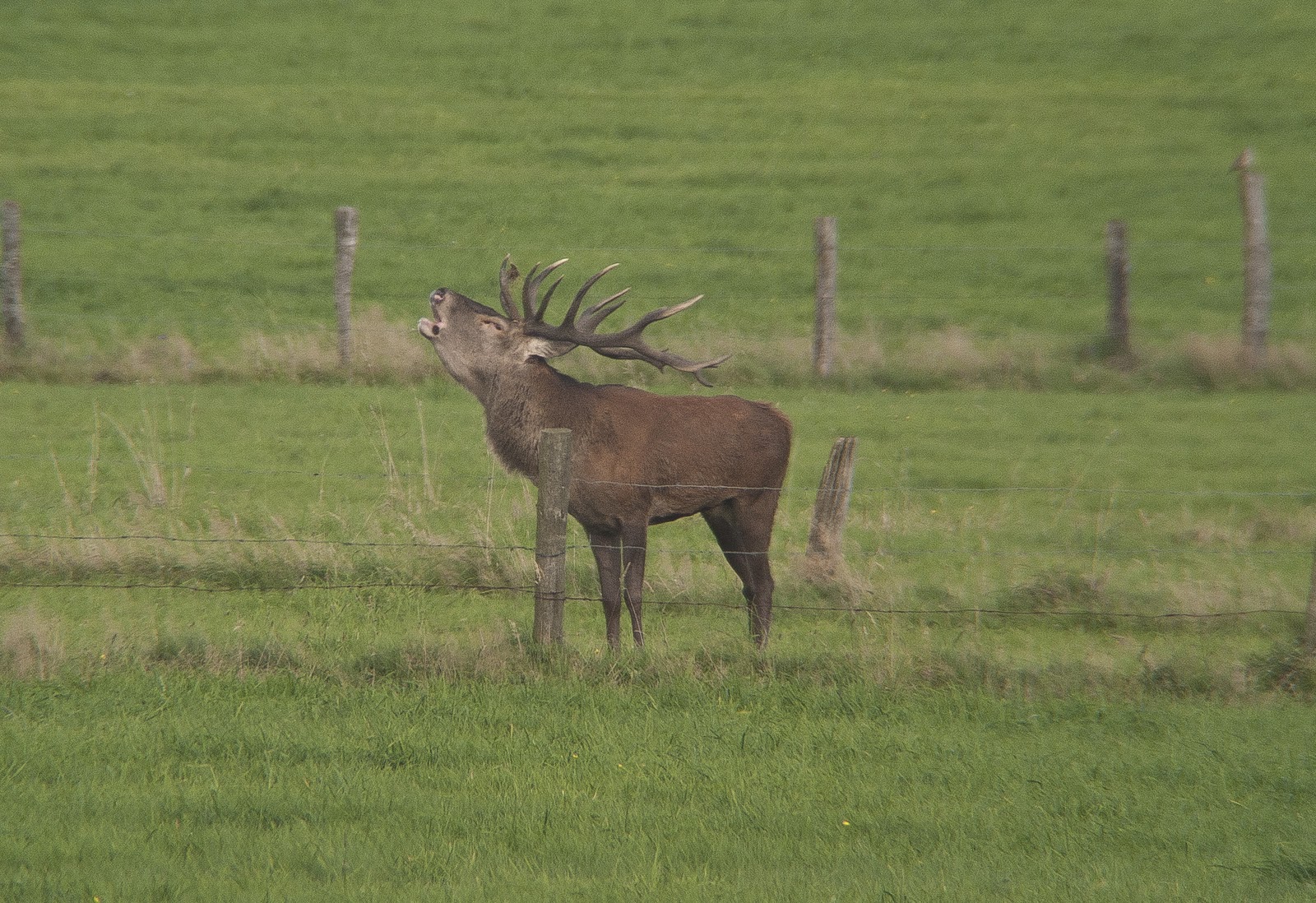 Natuur in Beeld: Digiscoop foto`s van de Edelherten bronst in de Ardennen