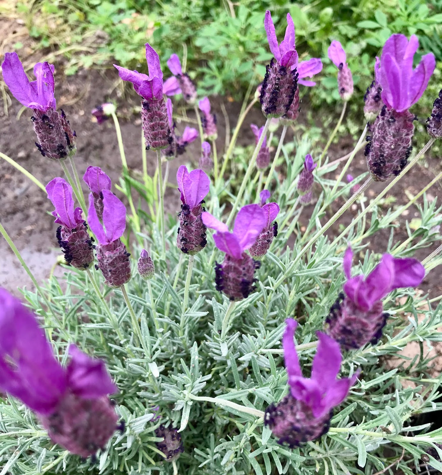 On Discovering A Garden: Gopher Resistant Plants