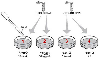 AP Biology Blog - Mark Ingram P.7: pGLO Transformation Experiment
