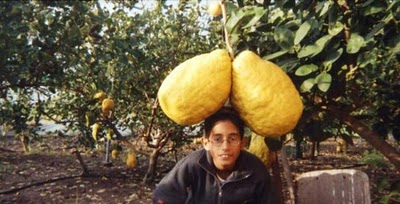 Guinness World Records: Heaviest lemon
