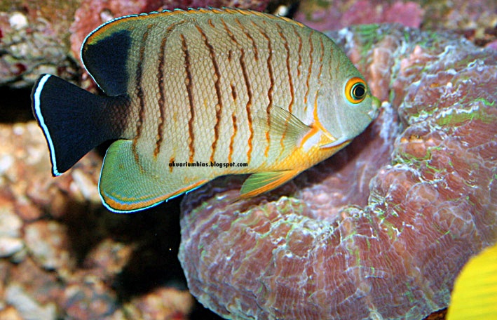 Red Stripe Angelfish - Akuarium Ikan Hias