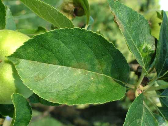 Trees Planet: Malus domestica - Apple