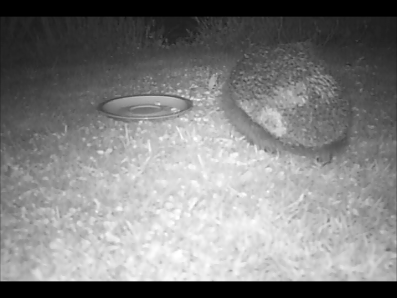 About a Brook: Hedgehogs