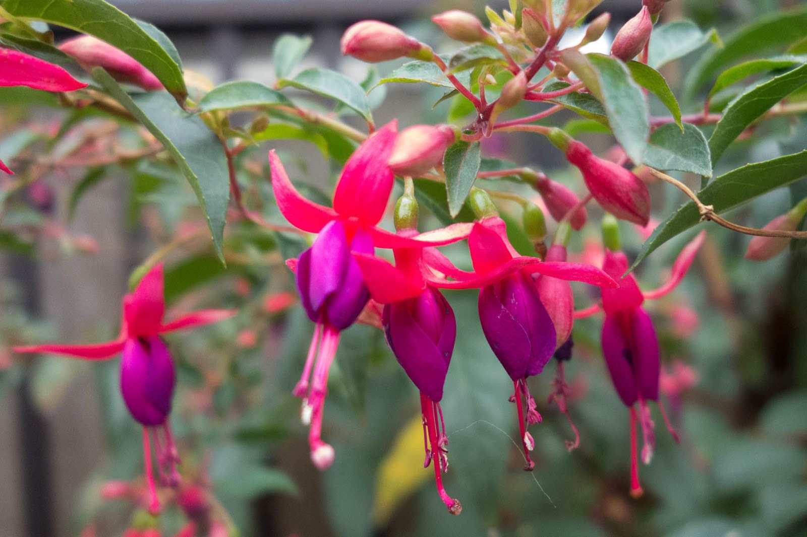 Flower Gallery: Fuchsia フクシア
