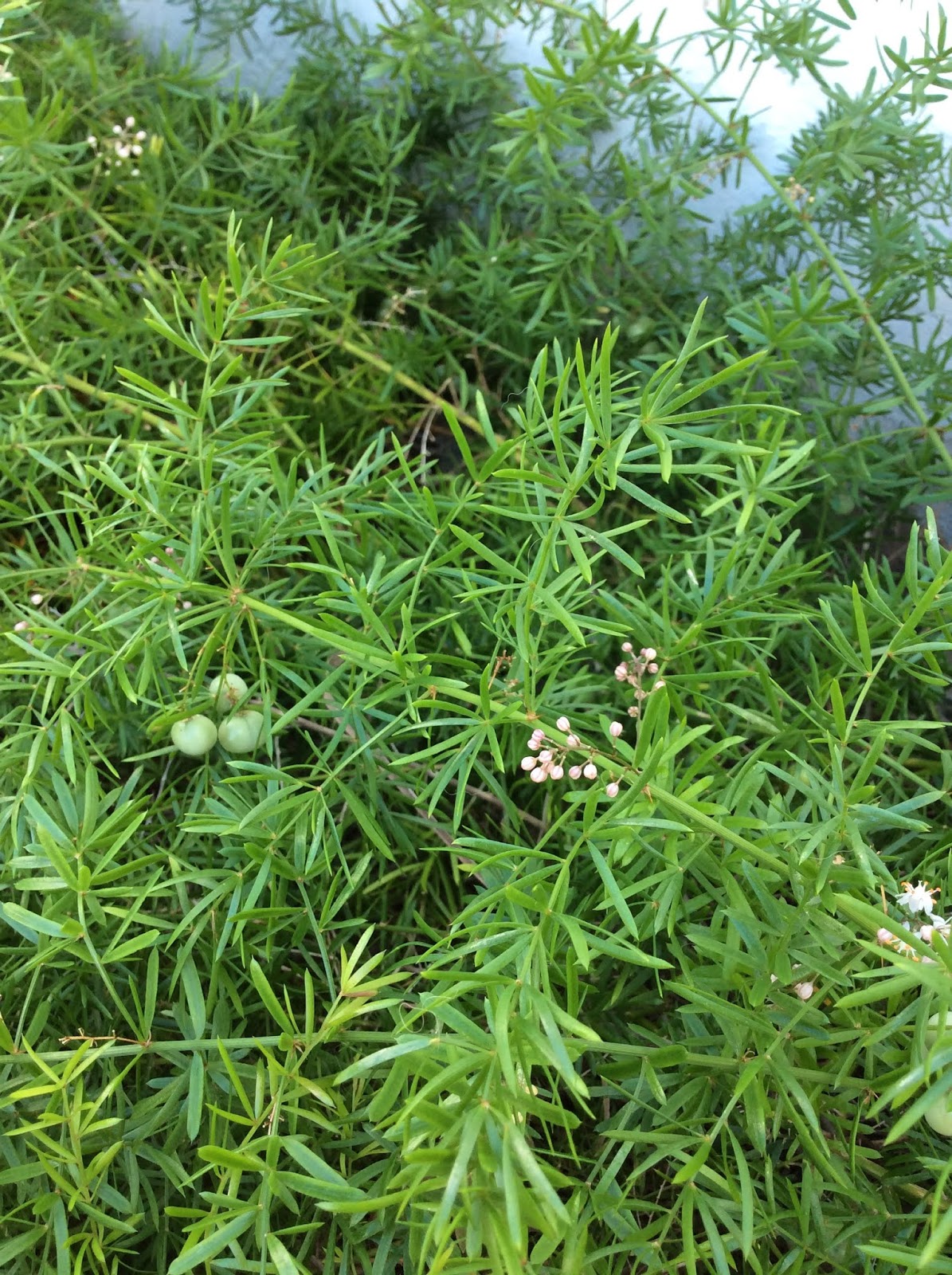 Barbados Flora & Fauna: Rice Fern (Asparagus aethiopicus)