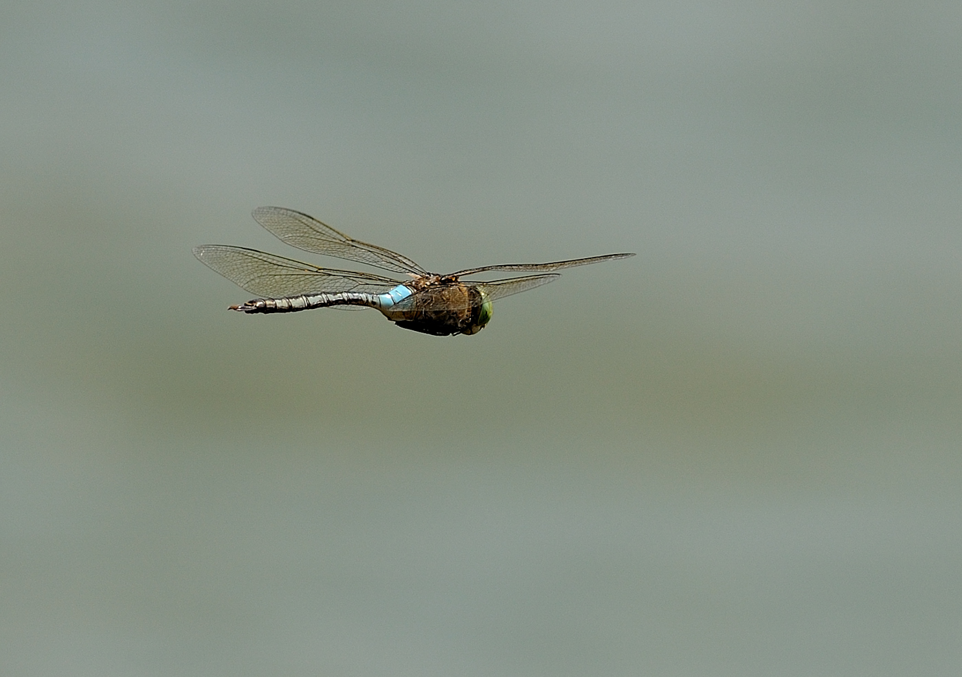 Steve Rogers birding: Some dragonflies in SE Cyprus